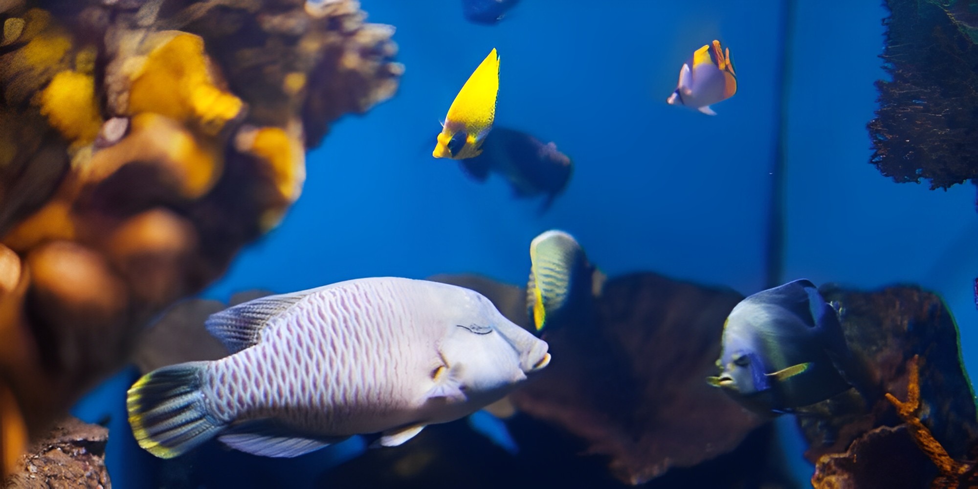 globalaqualife.com